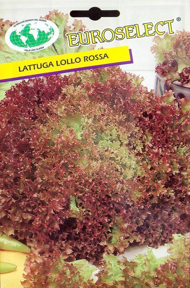 ΜΑΡΟΥΛΙ LOLLO ROSSA - ΣΠΟΡΟΙ | Plus4u