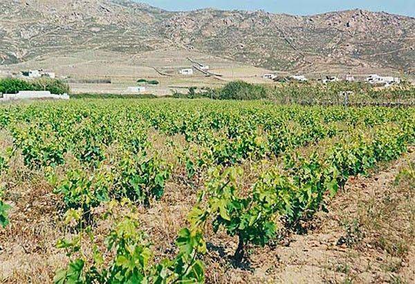 ΚΡΑΣΙ ΑΝΕΜΩΝ ΝΗΣΟΣ ΛΕΥΚΟ 750 ML - ΛΕΥΚΑ ΚΡΑΣΙΑ-ΕΛΛΑΔΑ | Plus4u